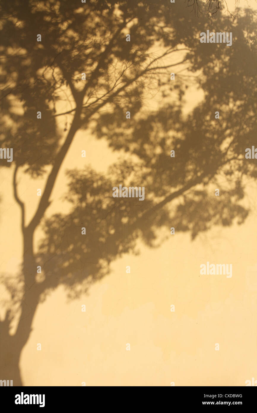 Tree shadow hi-res stock photography and images - Alamy