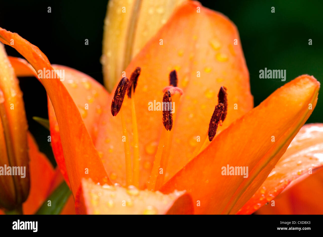 Orange Lily Flower, Lilium, Garden Kent UK Stock Photo - Alamy