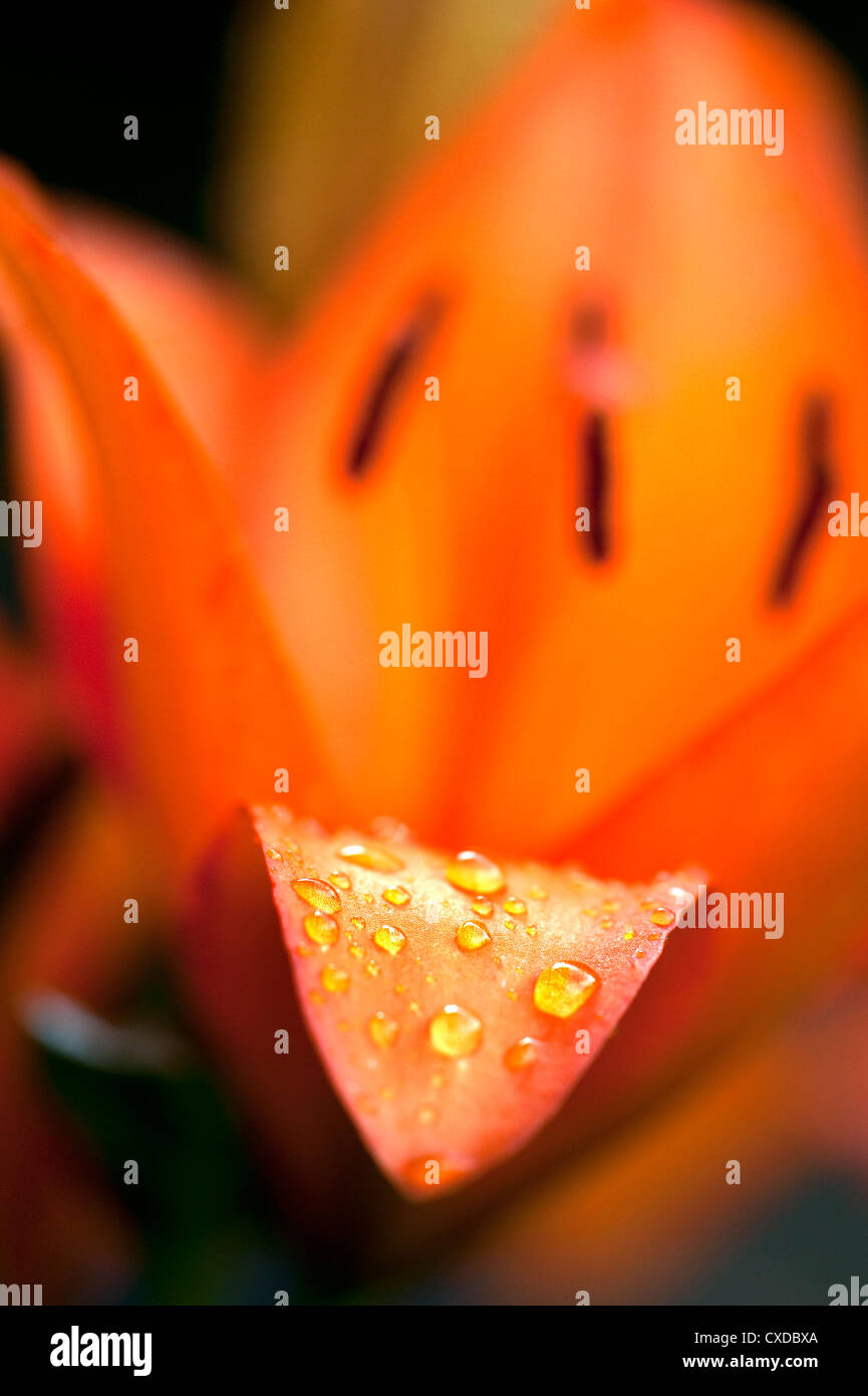 Orange Lily Flower, Lilium, Garden Kent UK Stock Photo - Alamy