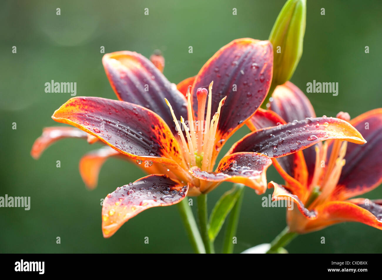 Orange & Red Lily Flower, Lilium, Garden Kent UK Stock Photo - Alamy