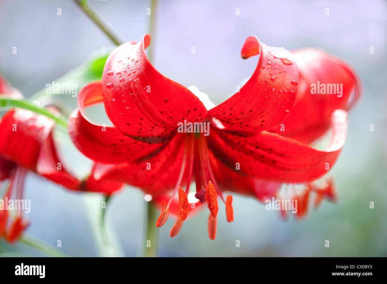 Red Lily Flower, Lilium, Garden Kent UK Stock Photo - Alamy