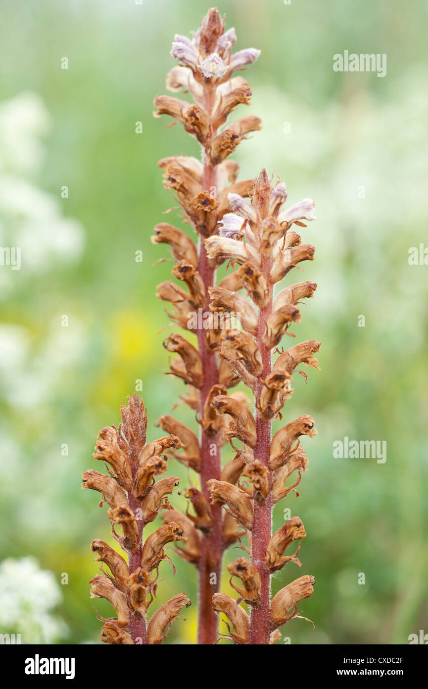 Common Broomrape, Orobanche minor, UK Stock Photo - Alamy