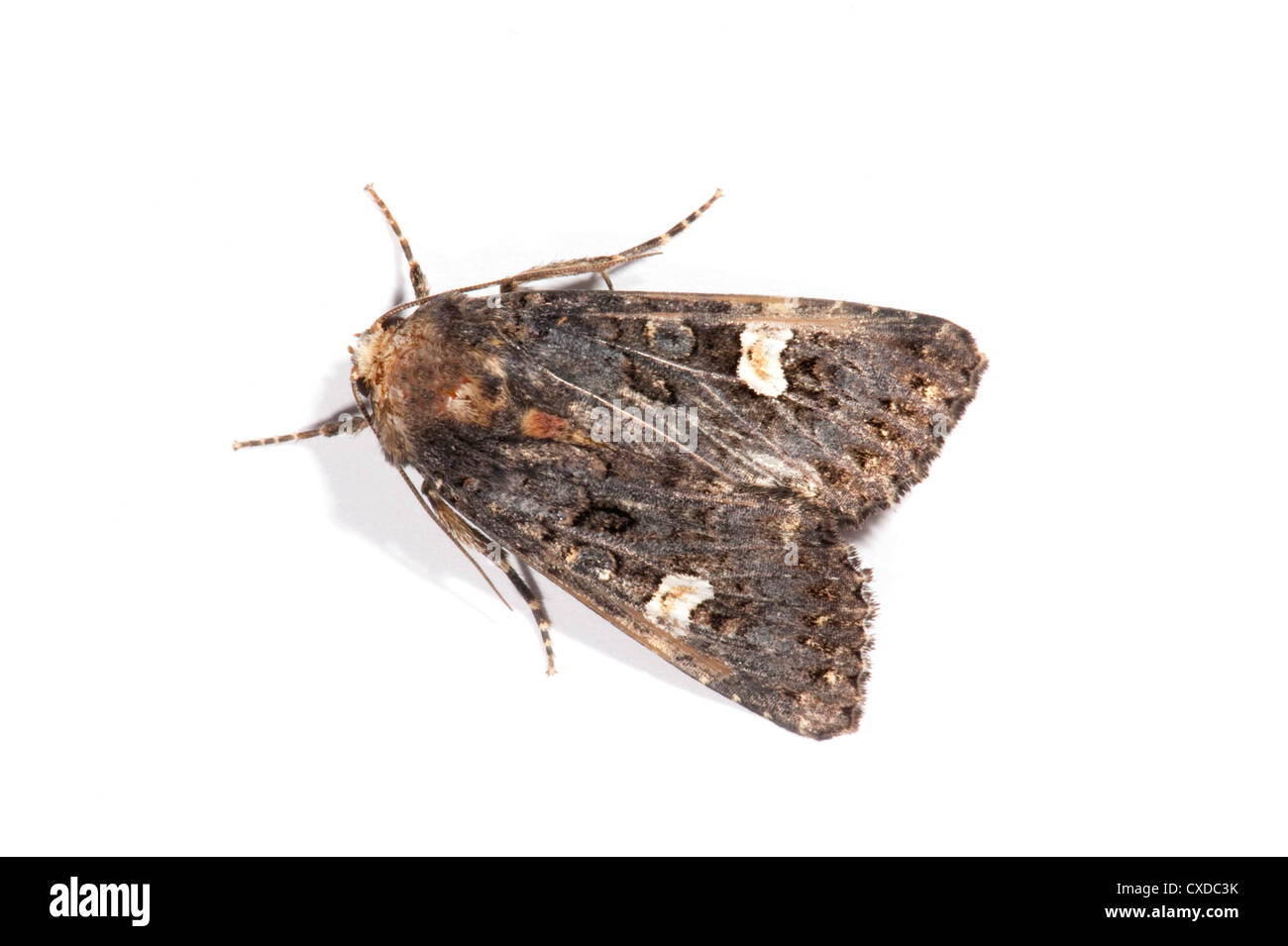 Dot moth hi-res stock photography and images - Alamy