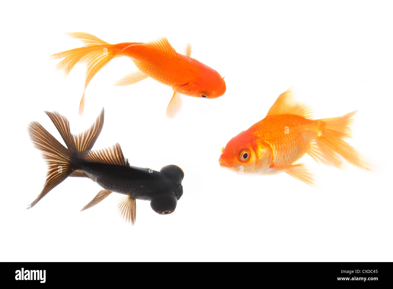 Cute goldfish hi-res stock photography and images - Alamy