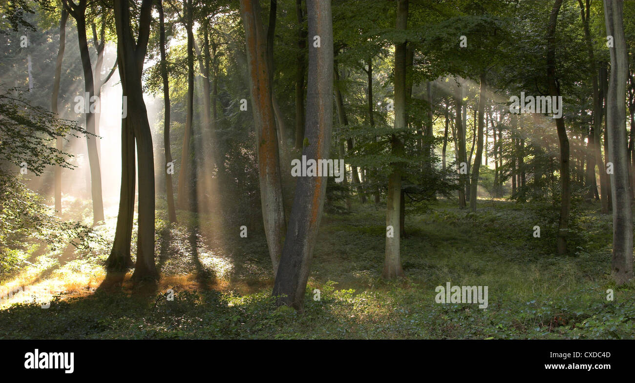 Sun Light amongst the Trees Stock Photo - Alamy