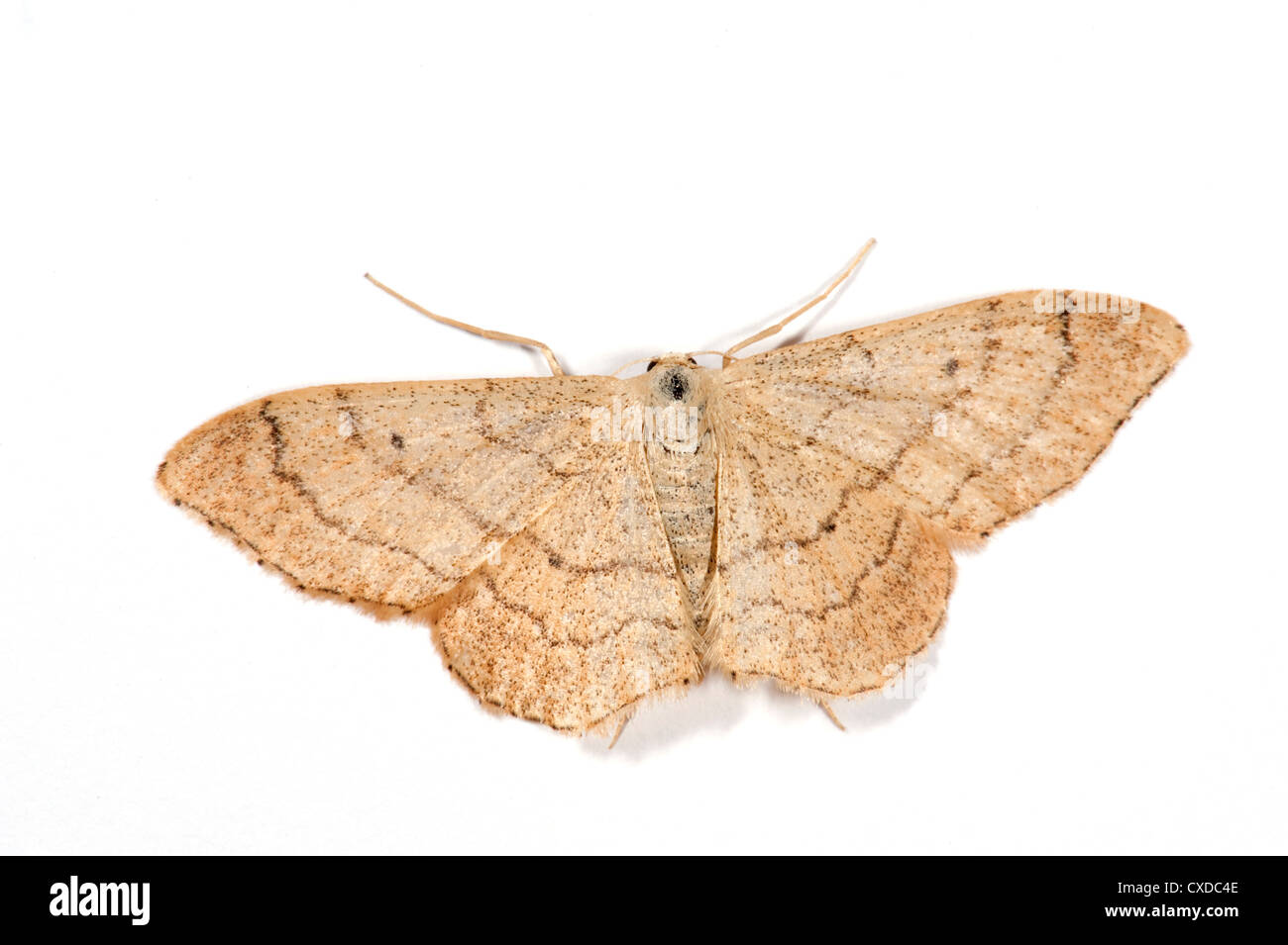 Riband Wave Moth, Idaea aversata, UK Stock Photo - Alamy