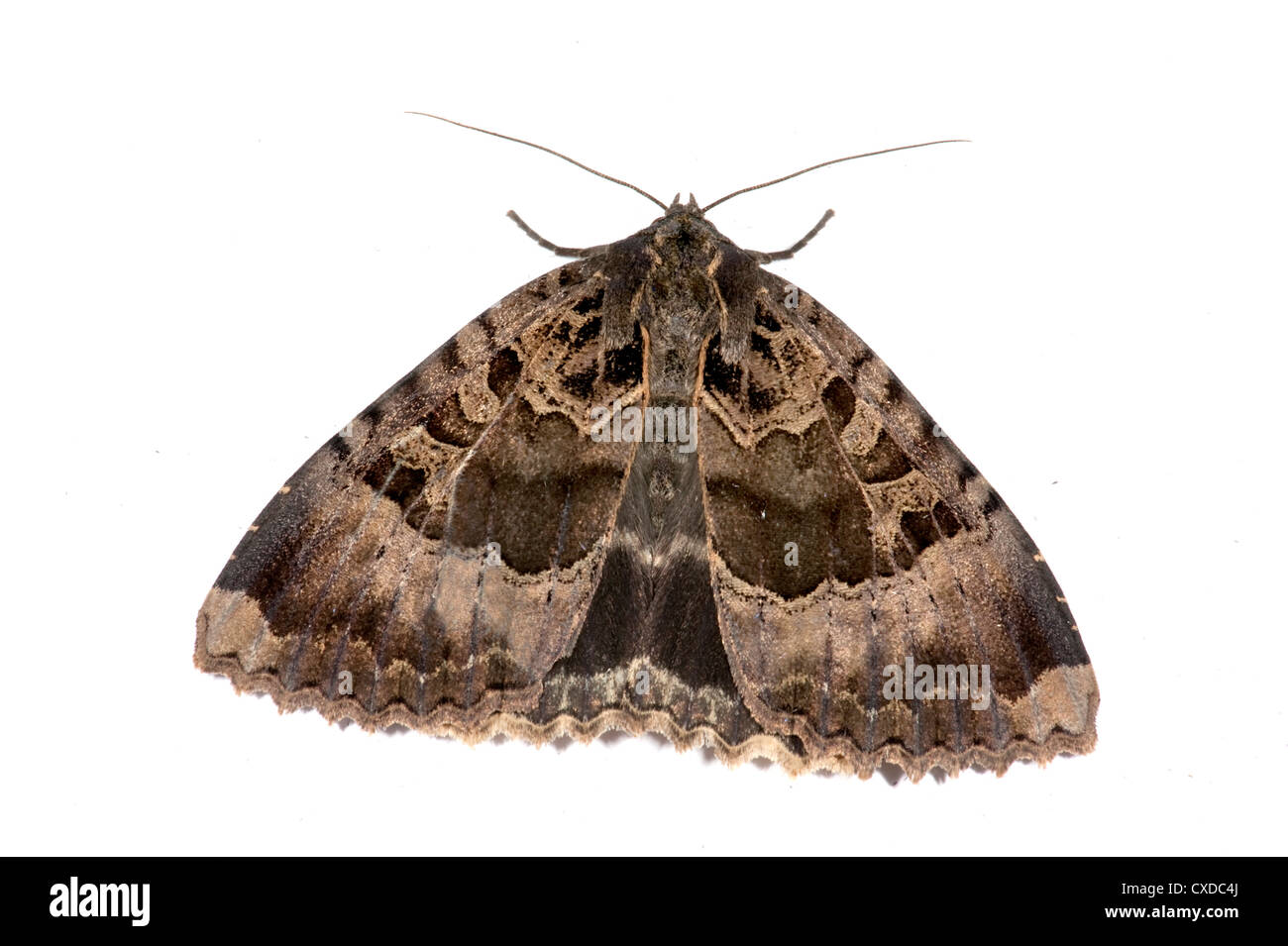 Old lady moth hi-res stock photography and images - Alamy