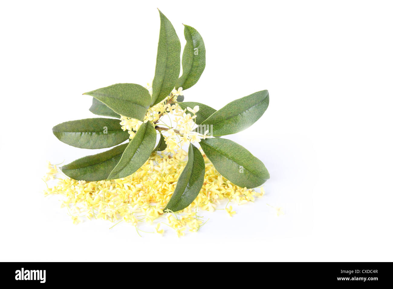Osmanthus hi-res stock photography and images - Alamy