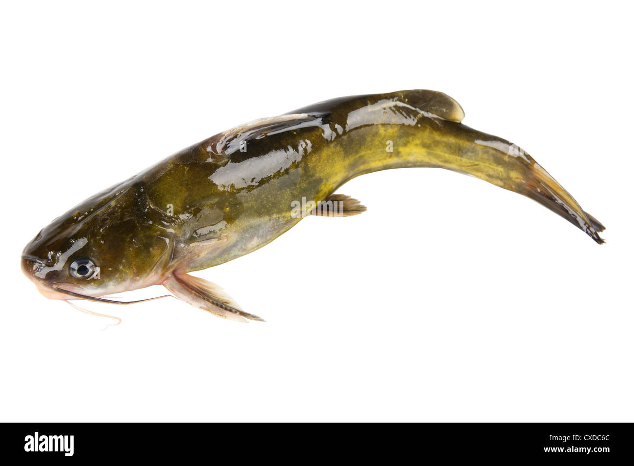 Market fish Cut Out Stock Images & Pictures - Alamy