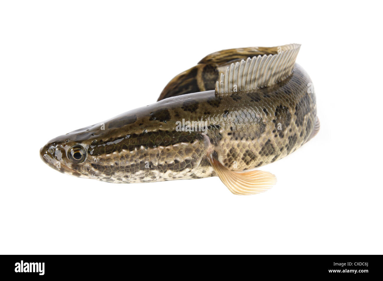 Snakehead hi-res stock photography and images - Alamy