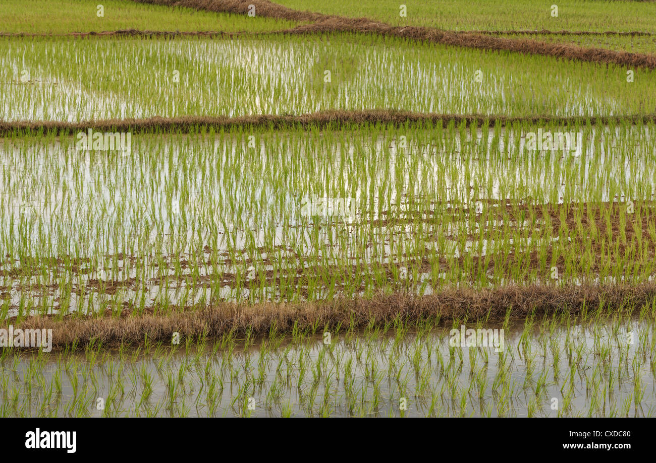 Close up green rice field Stock Photo - Alamy