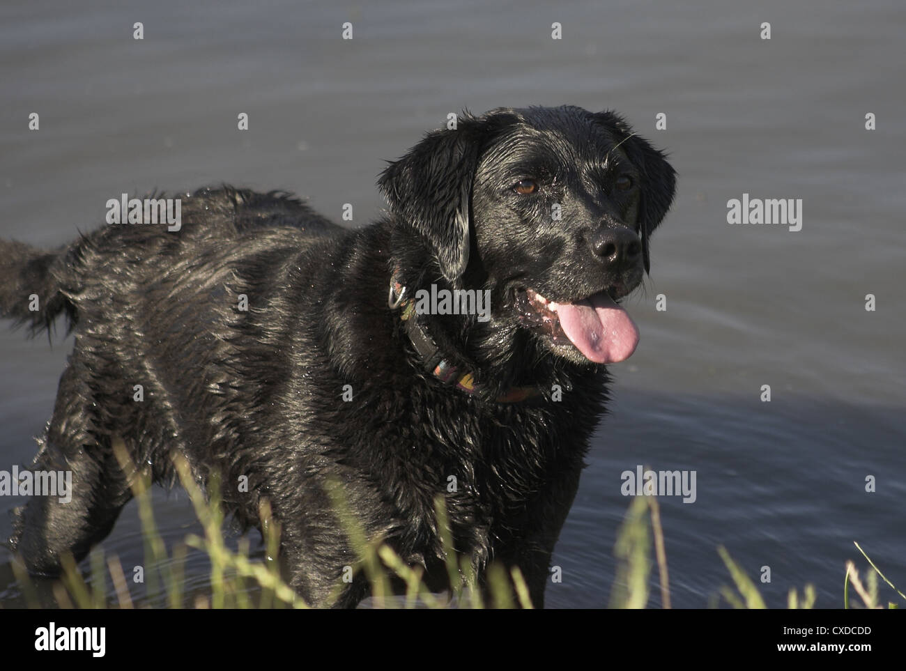 Megan - water loving Labrador Stock Photo - Alamy