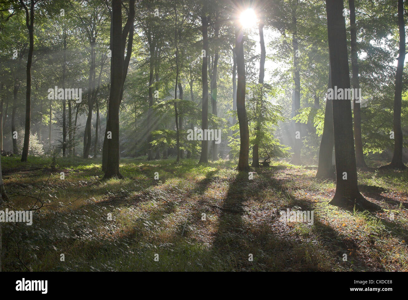 September mist hi-res stock photography and images - Alamy