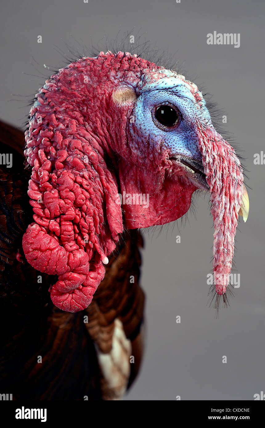 Close up head ugly turkey hi-res stock photography and images - Alamy