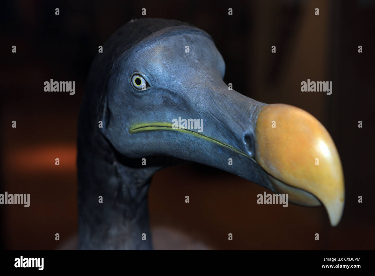 Dodo bird hi-res stock photography and images - Alamy