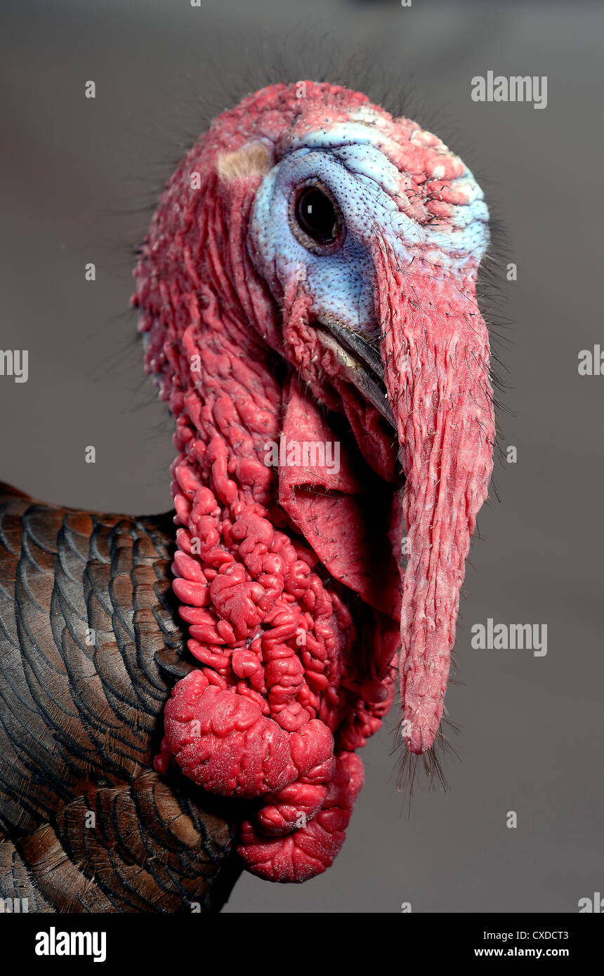 Turkey bird face hi-res stock photography and images - Alamy