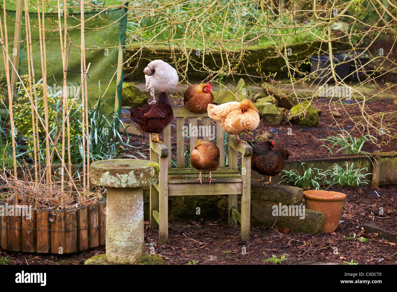 Hens cleaning feathers hi-res stock photography and images - Alamy