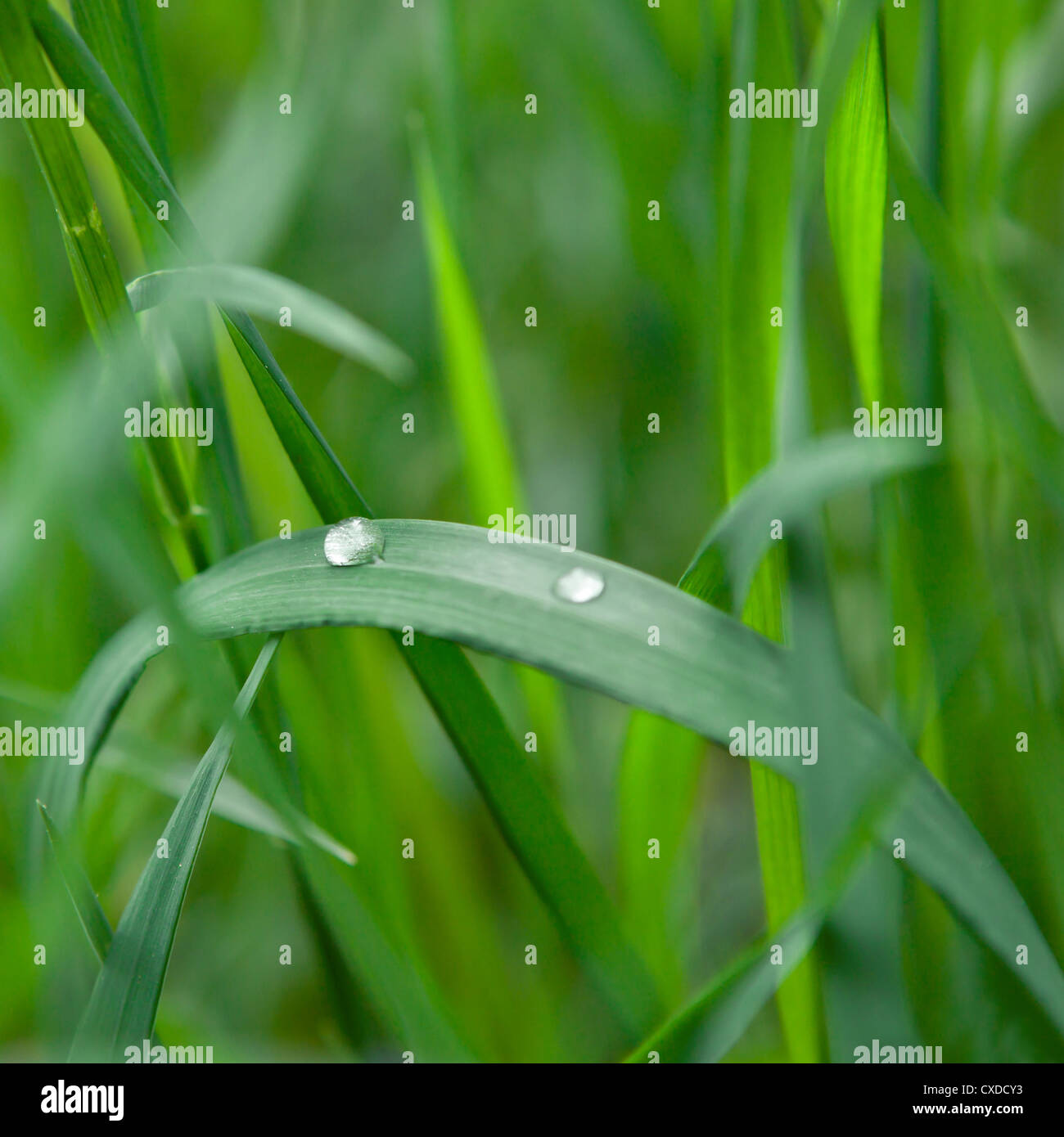green grass with water drop Stock Photo - Alamy