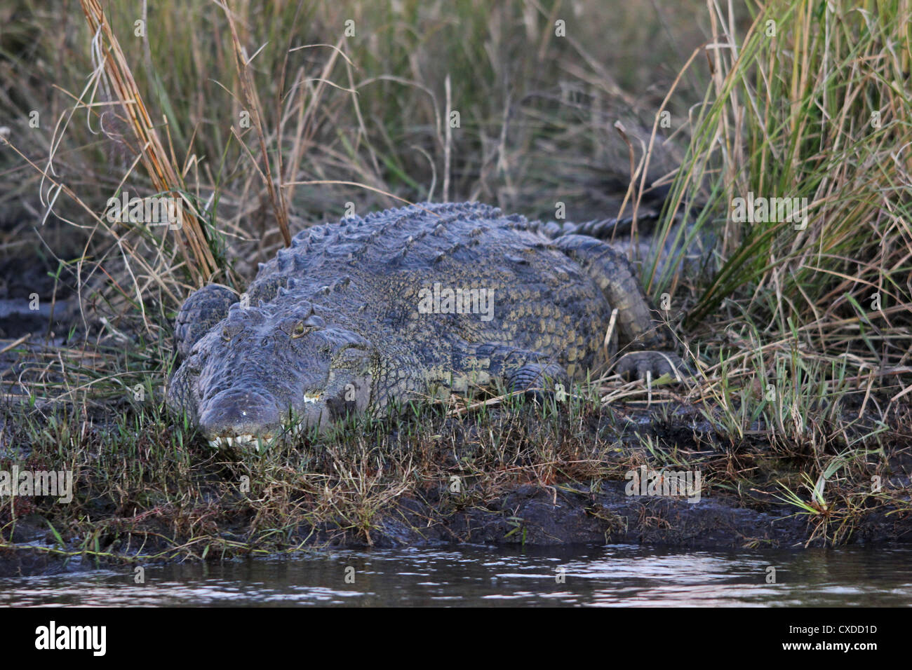Crocodile fat hi-res stock photography and images - Alamy