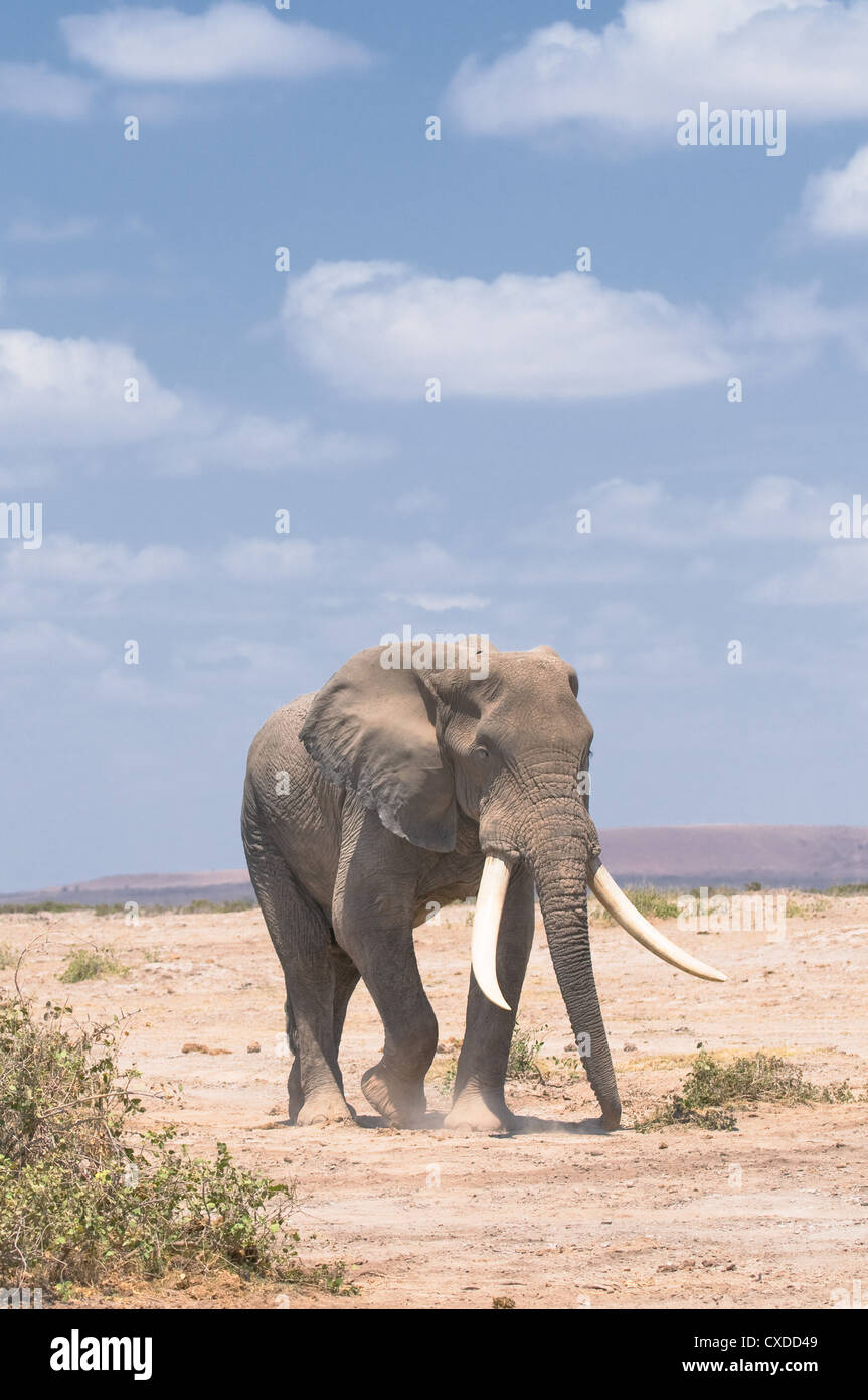 Rough old elephant hi-res stock photography and images - Alamy