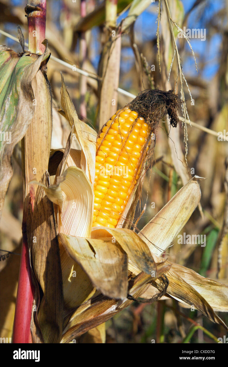 Summer sweet corn hi-res stock photography and images - Alamy