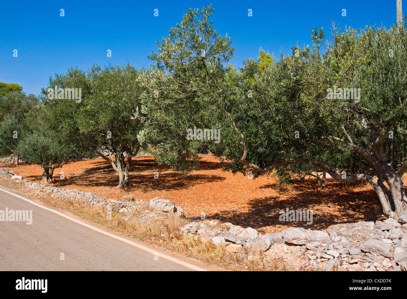 Olive farming europe hi-res stock photography and images - Alamy