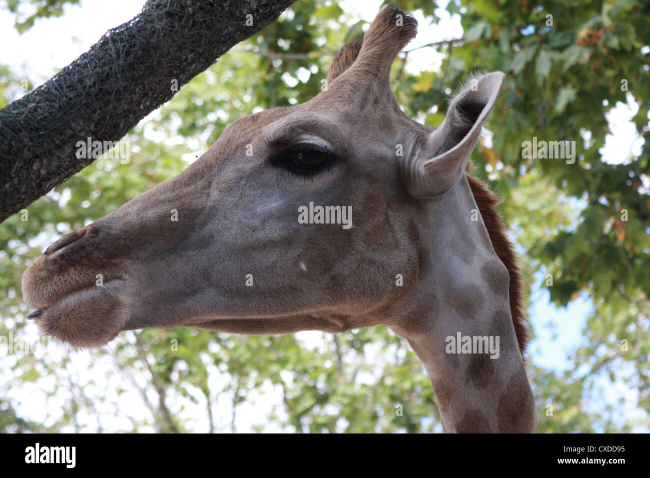 Did you see that Stock Photo - Alamy