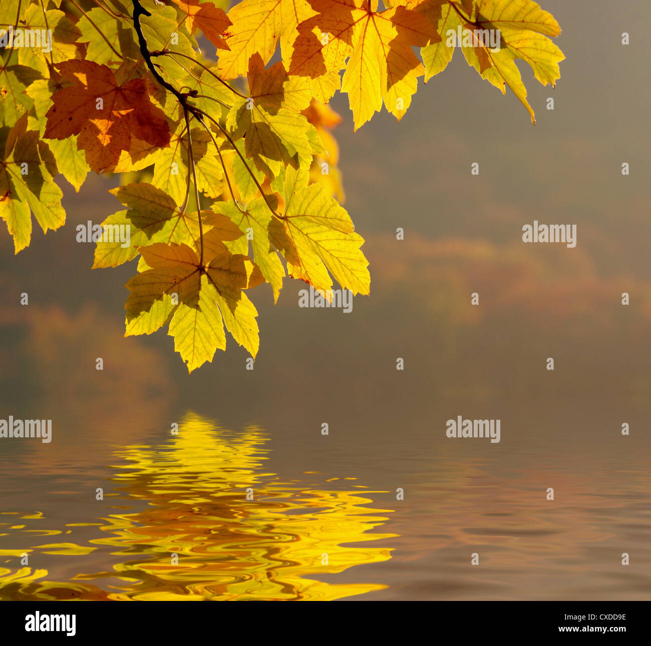 Autumn leaves and their reflection in water Stock Photo - Alamy