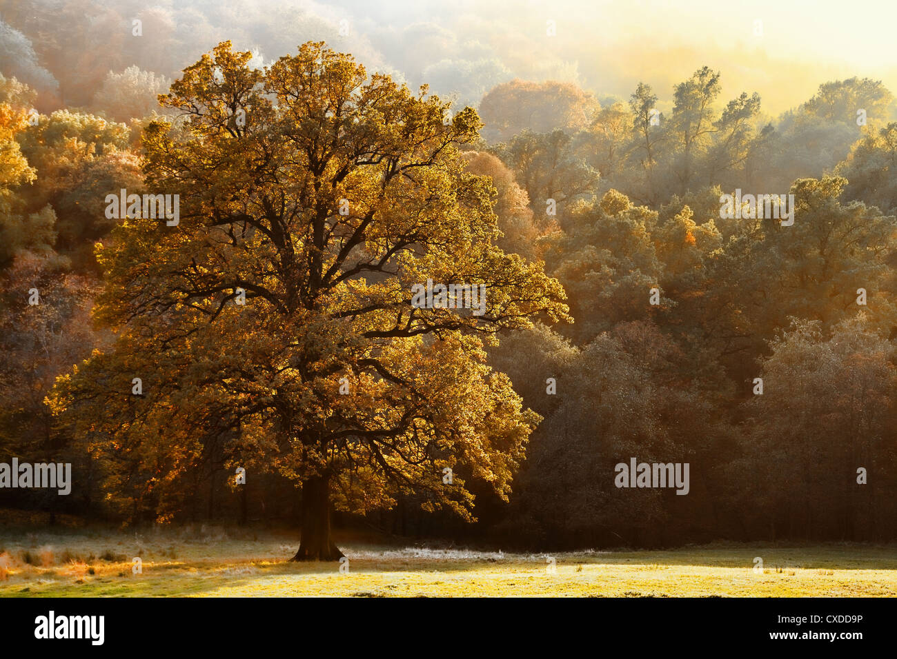 Beautiful tree of colour autumn scenery Stock Photo - Alamy