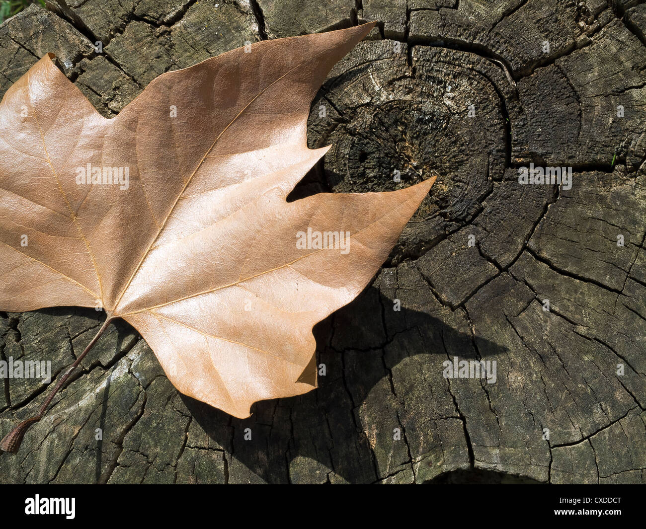 Villa Borghese, Rome And Close Up High Resolution Stock Photography and ...