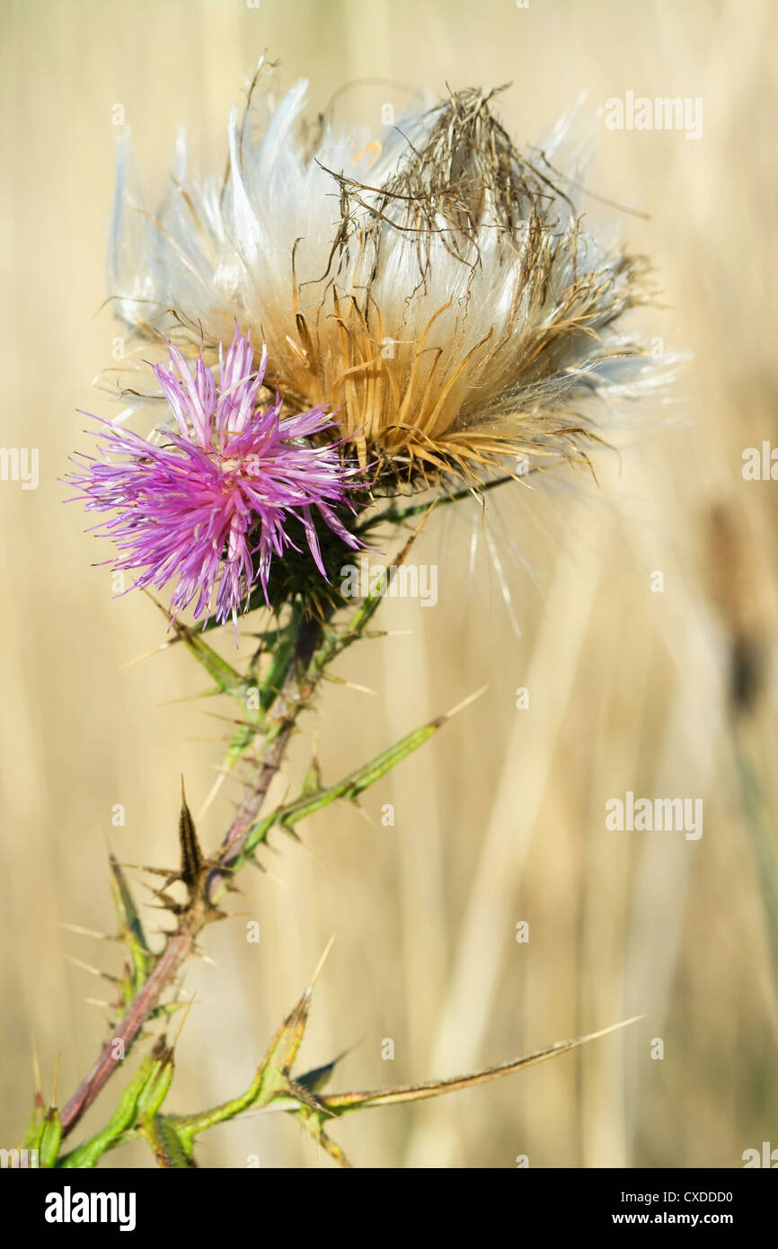 Cluster thistle hi-res stock photography and images - Alamy