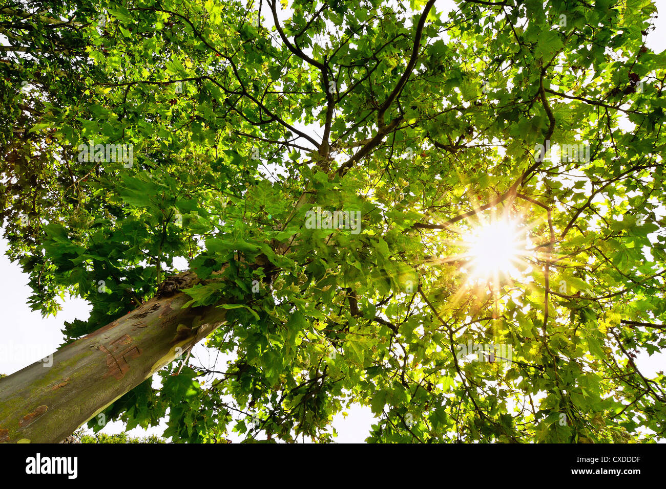 Sun beams and trees hi-res stock photography and images - Alamy