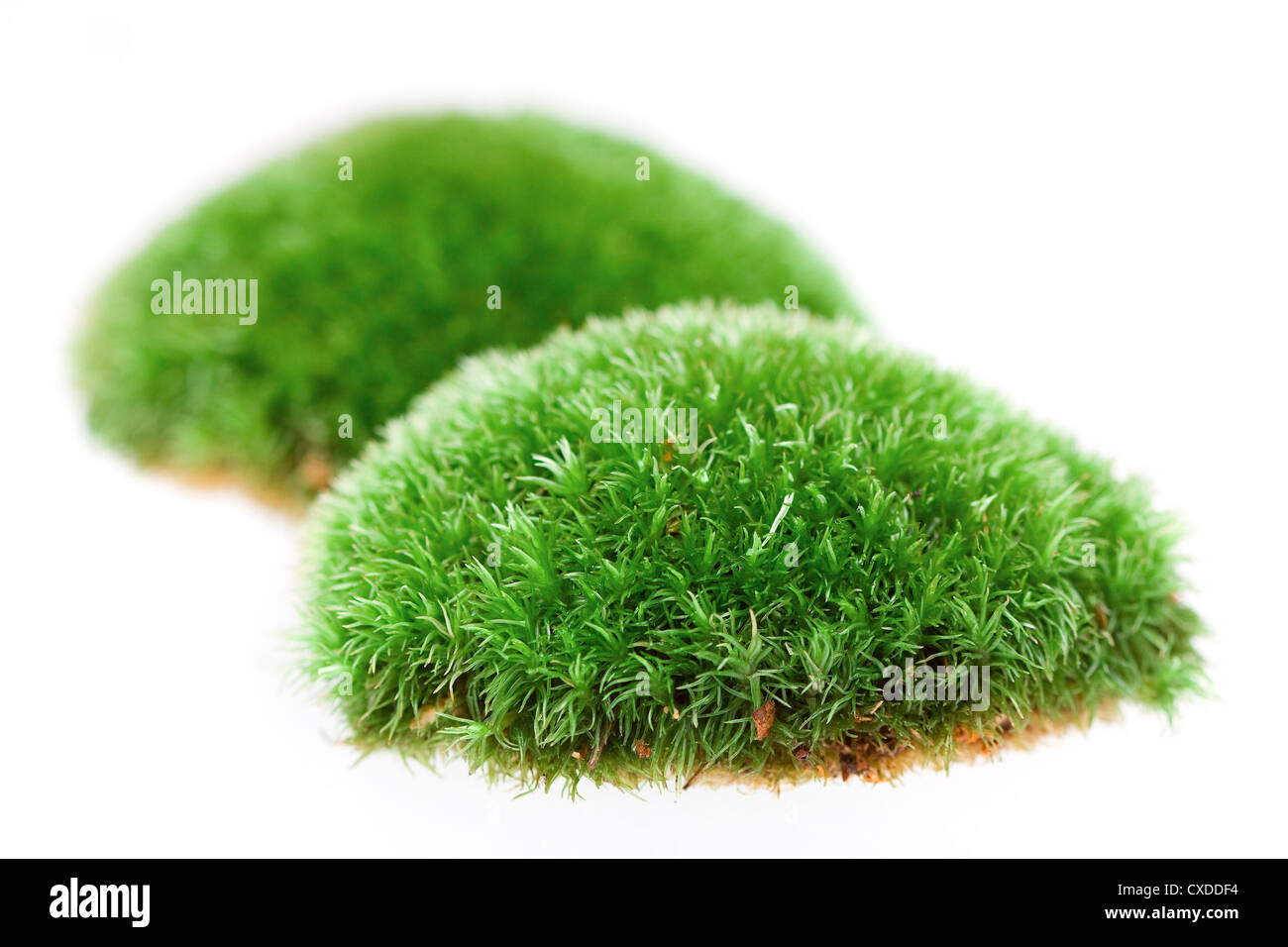 Macro close up moss Cut Out Stock Images & Pictures - Alamy