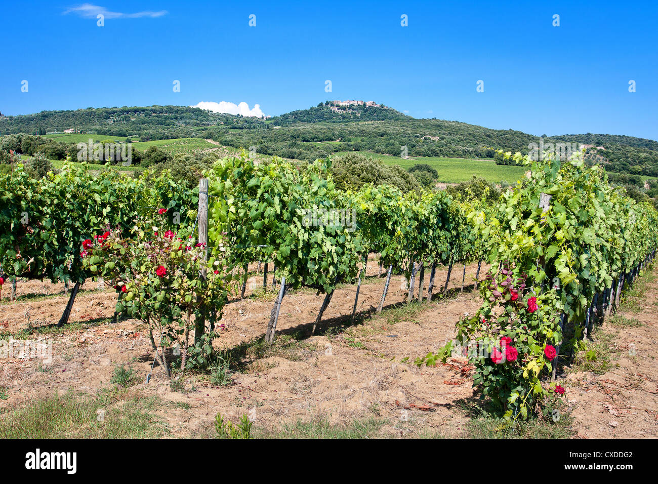 Vineyard landscape hi-res stock photography and images - Alamy