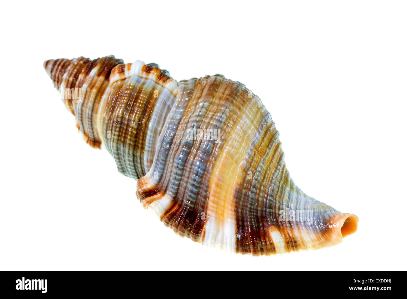 Water sunset detail Cut Out Stock Images & Pictures - Alamy