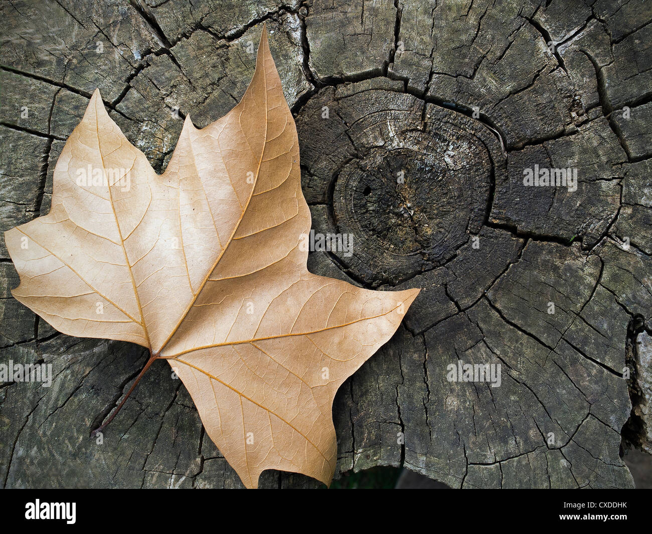 Rome borghese gardens hi-res stock photography and images - Alamy