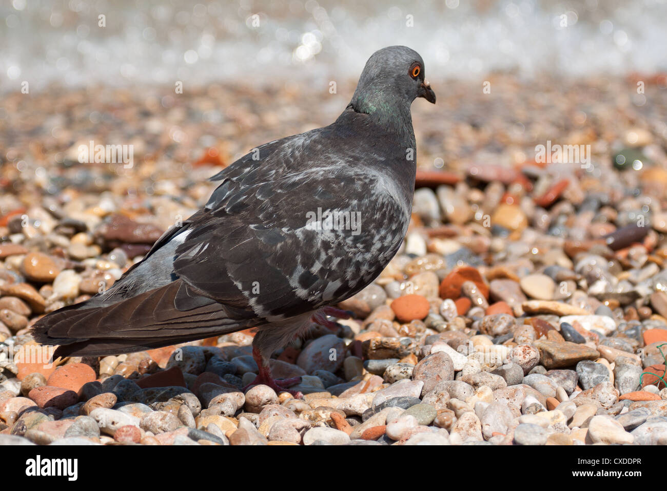 Animal pebble hi-res stock photography and images - Alamy