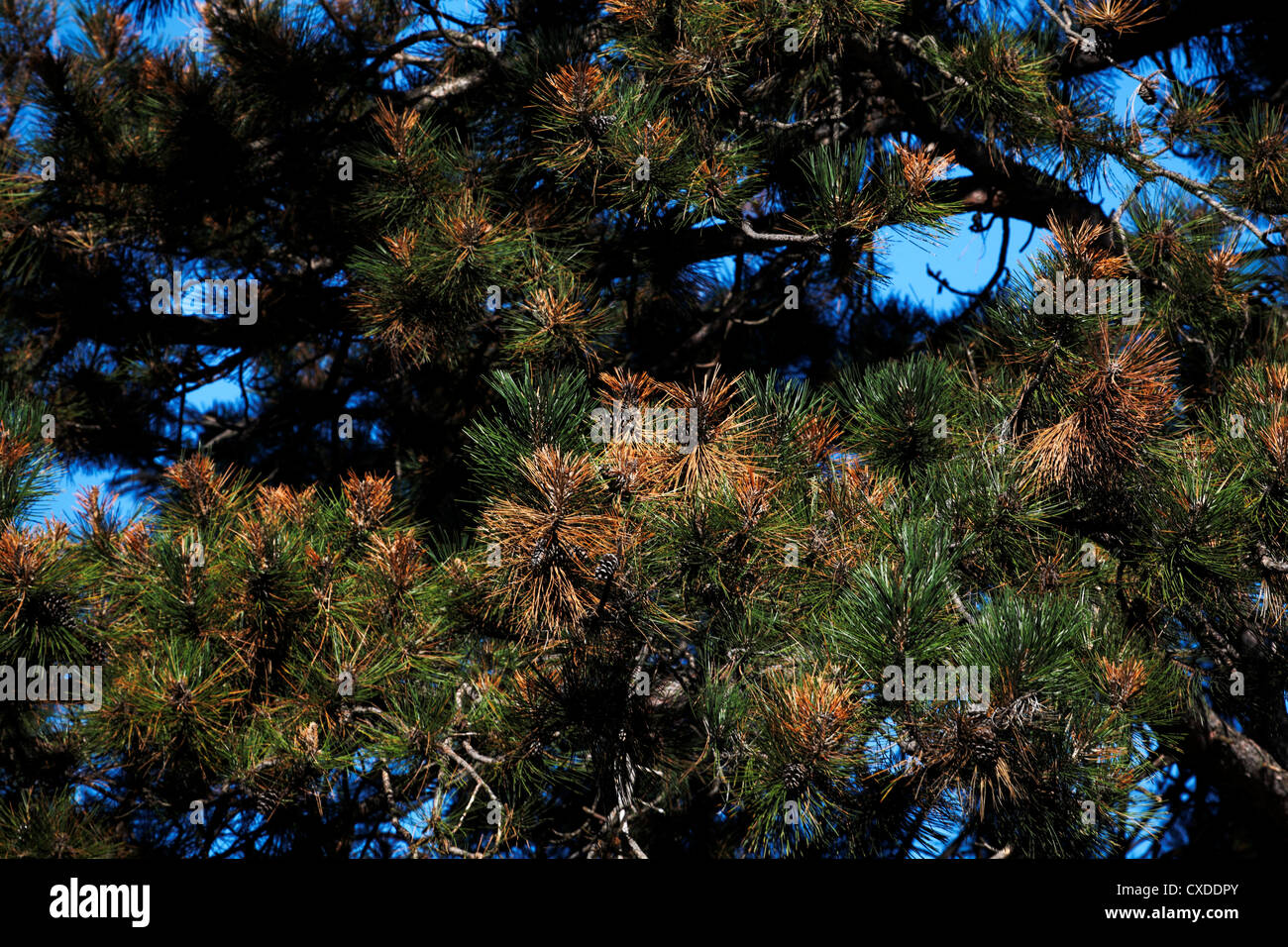 Pine Boughs High Resolution Stock Photography and Images - Alamy