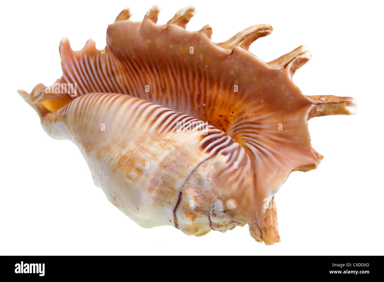Rare shell hi-res stock photography and images - Alamy