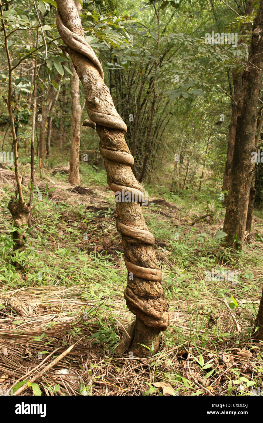 A detail of creeper entwined around tree trunk western ghat Stock Photo ...
