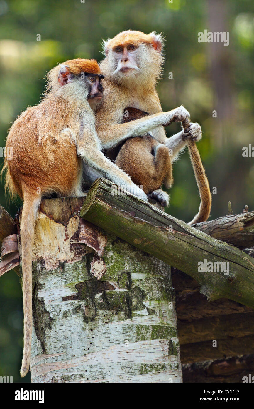 Family of monkeys Stock Photo - Alamy