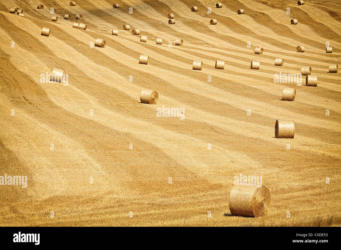 Golden hay bales Stock Photo - Alamy