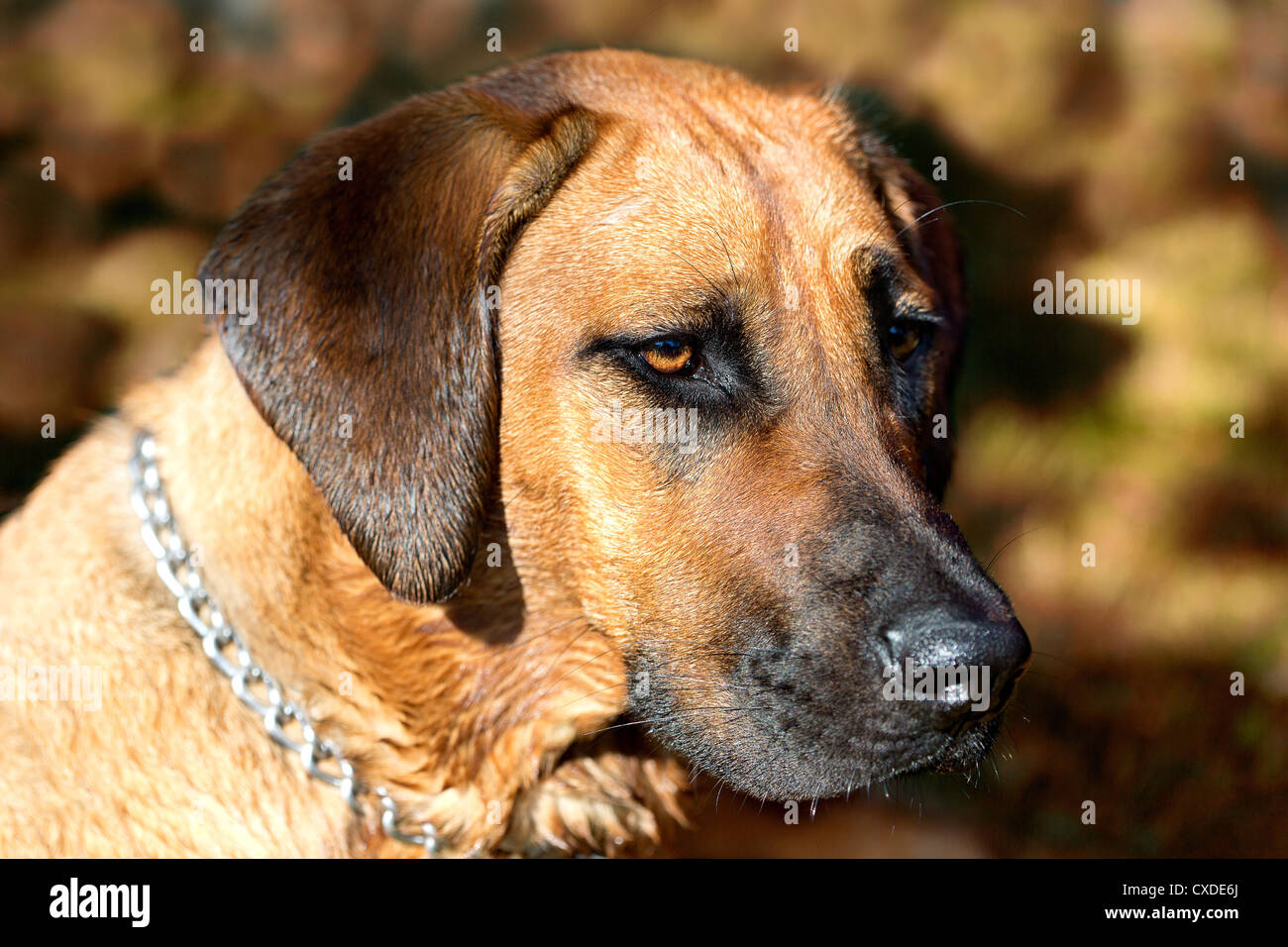 Rhodesian ridgeback face hi-res stock photography and images - Alamy