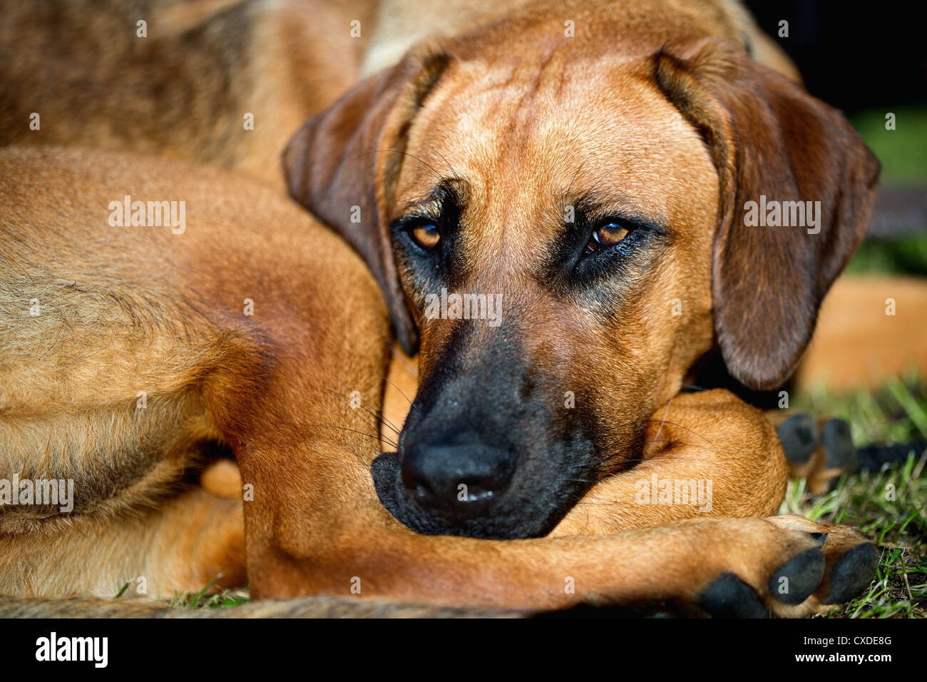 Rhodesian ridgeback face hi-res stock photography and images - Alamy