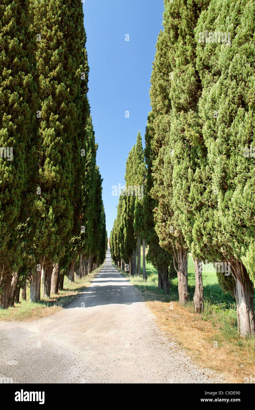 Tuscan flora hi-res stock photography and images - Alamy