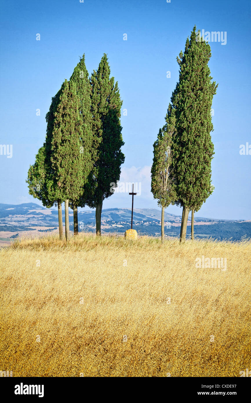 Tuscany lonely cypress tree hi-res stock photography and images - Alamy