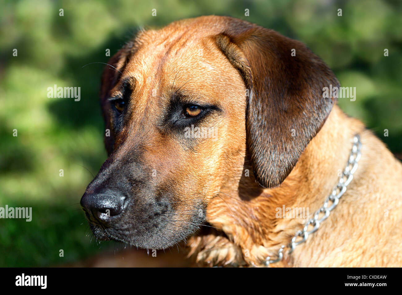 Detailed portrait of a Rhodesian Ridgeback dog Stock Photo - Alamy