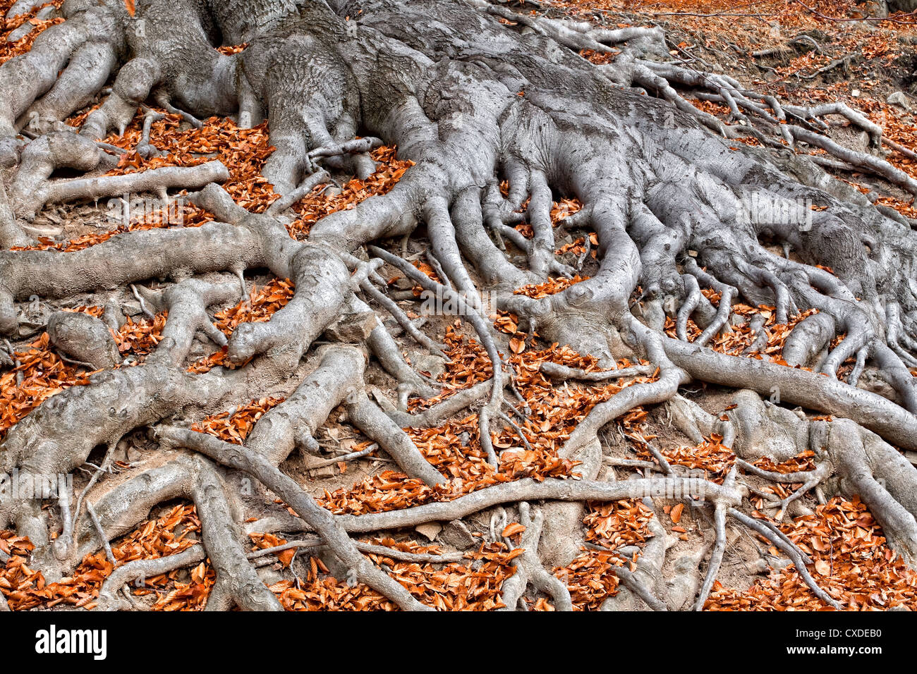 Tree roots pattern hi-res stock photography and images - Alamy