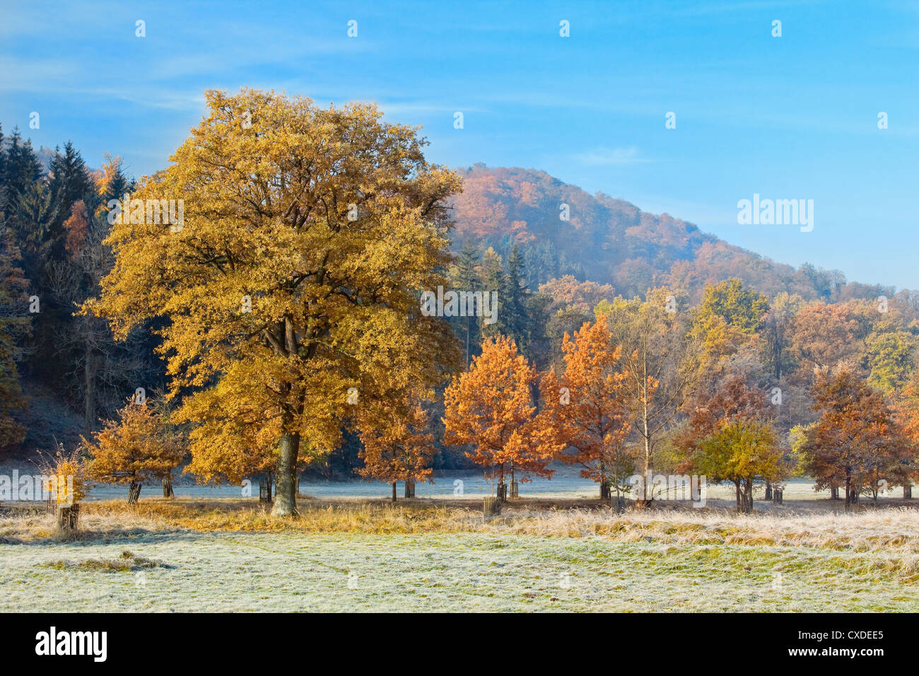 Atumn tree hi-res stock photography and images - Alamy