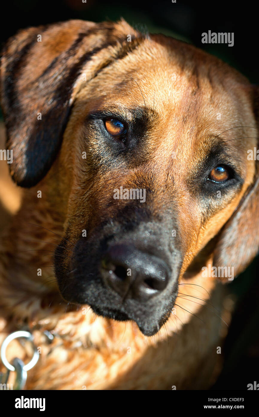 Rhodesian ridgeback face hi-res stock photography and images - Alamy